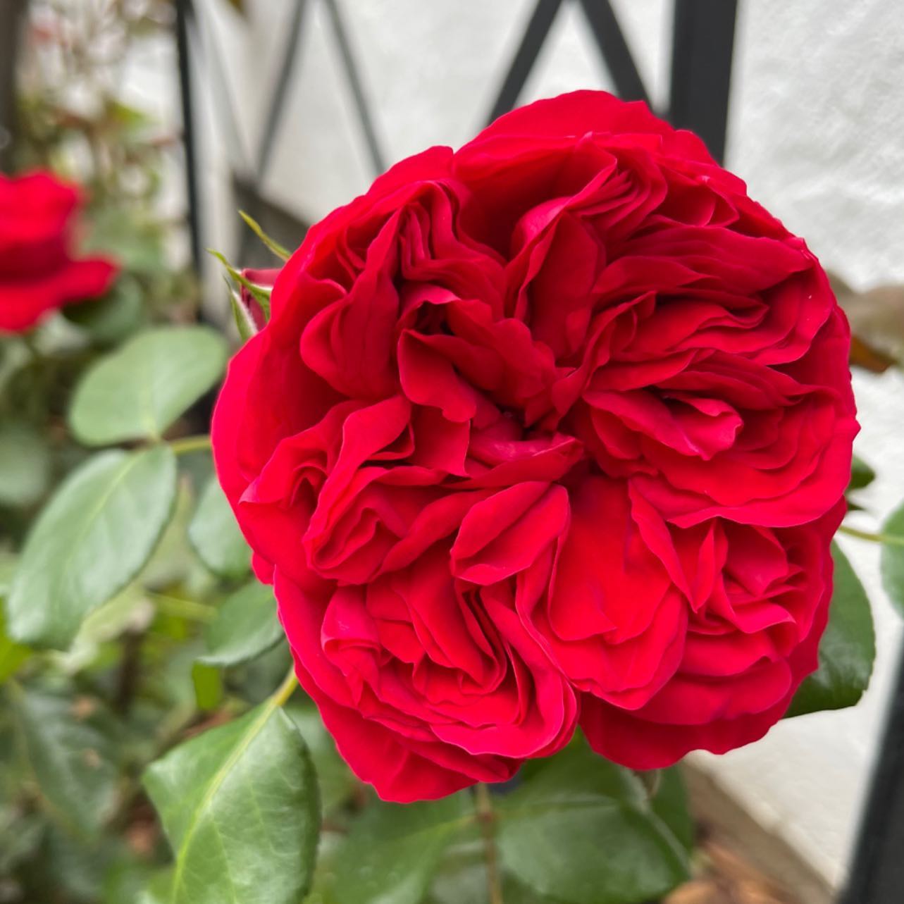 Eden Climbing Rose | Love Rose